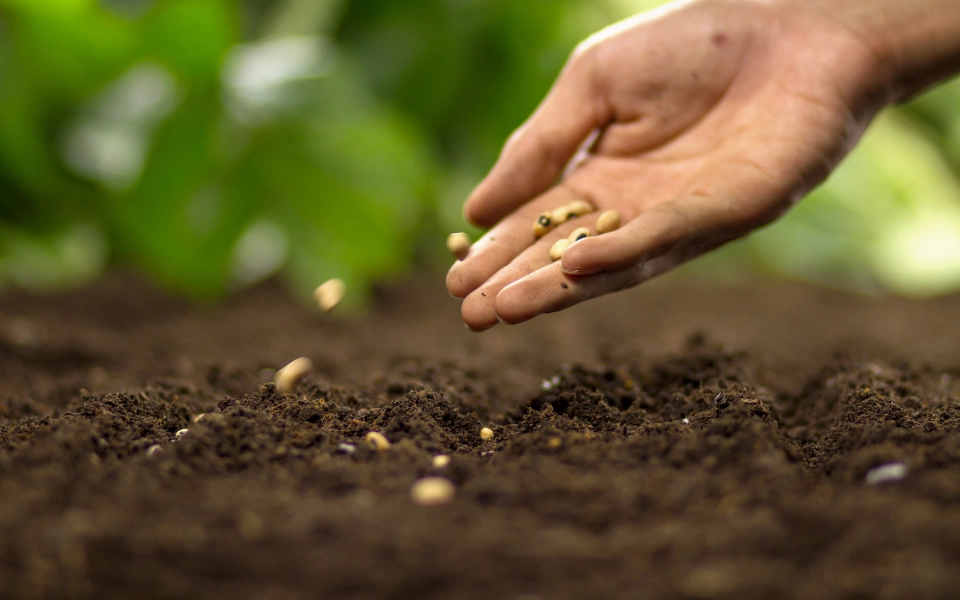 Seed Sector Growth Trends and Global Expansion | Mordor Intelligence ...