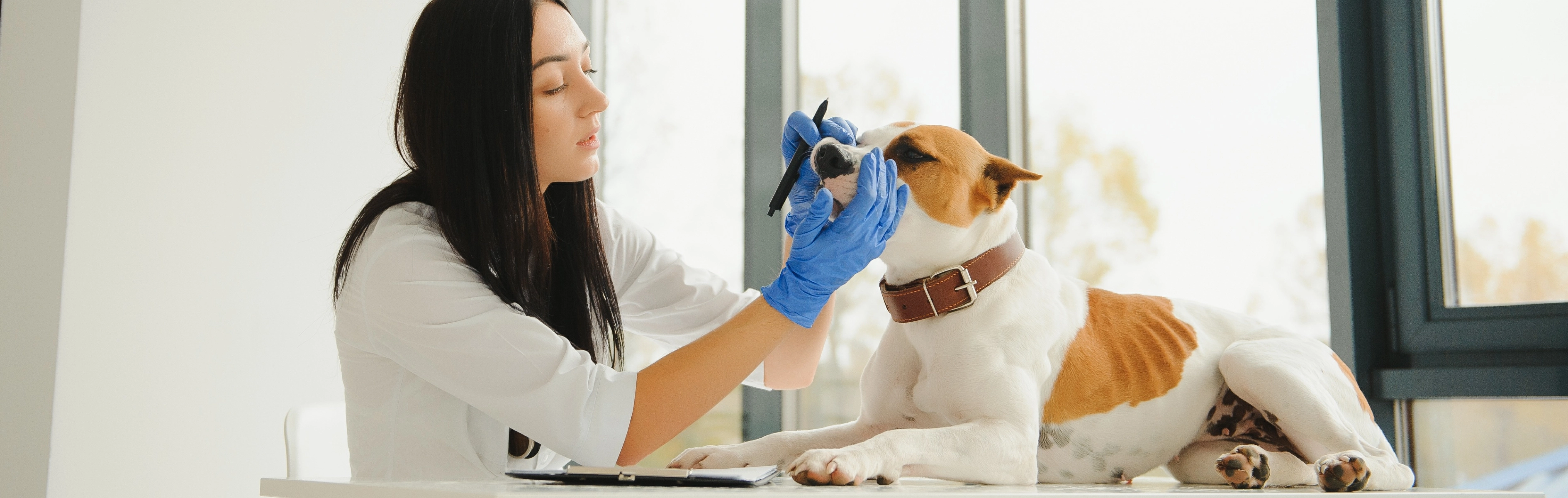 The Future of Veterinary Care is Hybrid and Moving Away From Walk-Ins ...
